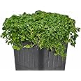 Amazon.com: Mentha requienii, Corsican Mint, Creeping Mint, Rock Mint ...