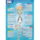 Amazon.com : Genetic Engineering | Science Posters | Laminated Gloss ...