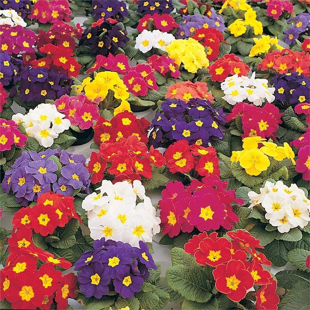 Rare Blue Evening Primrose Seeds Garden Decor – BigaMart