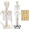 RONTEN Human Skeleton Model for Medical Study, Life Size Medical ...