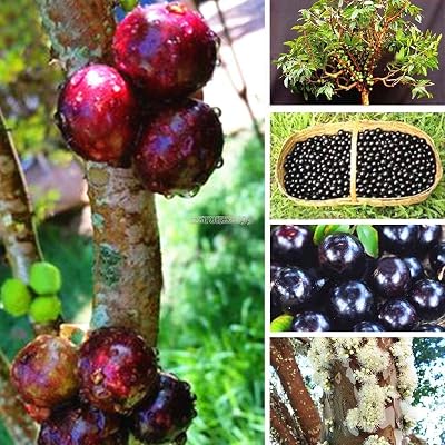 Graines De Jaboticaba Bllue 100pcs Jaboticaba Fruit Bonsaï Raisin
