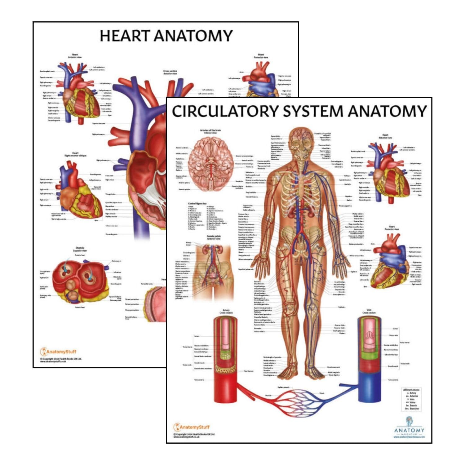 Mua 2 PACK Circulatory and Heart Anatomy Poster Set, LAMINATED, Anatomy ...