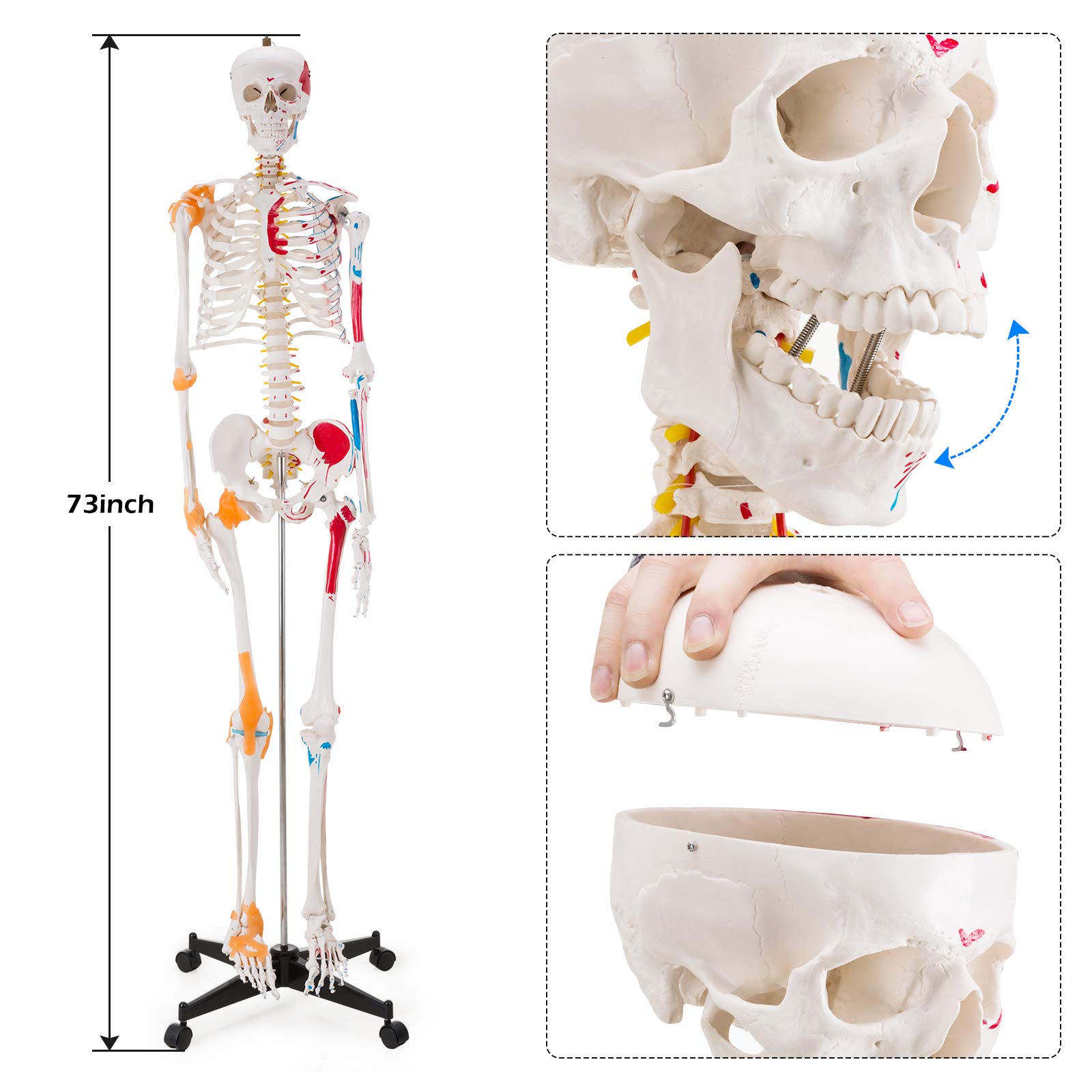 Mua Ultrassist Human Skeleton Model, Life Size Anatomical Skeleton ...