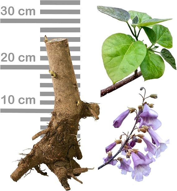 Paulownia Blauglockenbaum SHANDONG extrem schnellwüchsig, auch Kiri ...