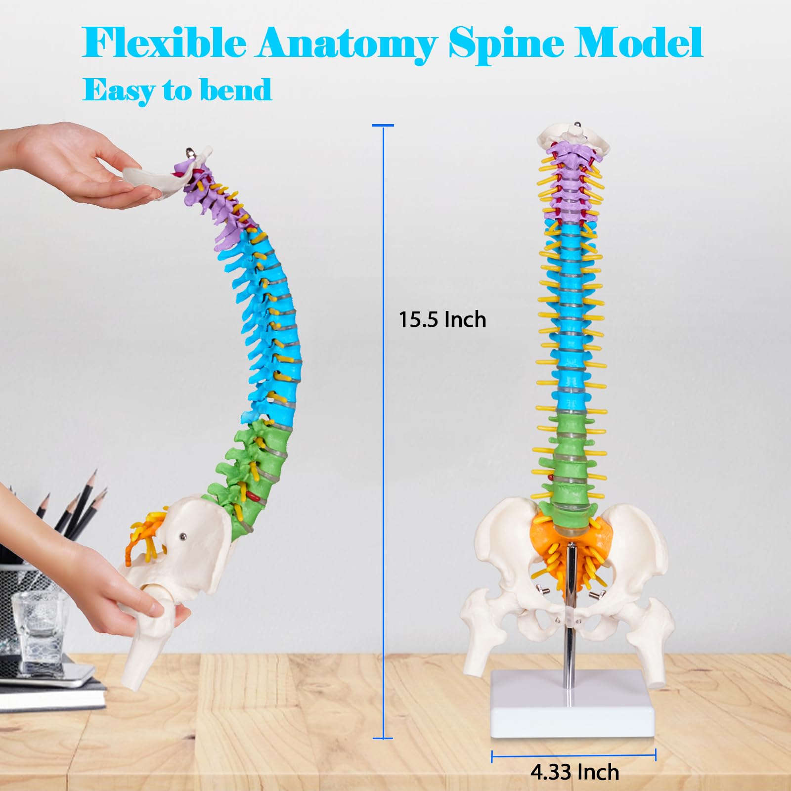 Mua breesky Scientific Mini Spine Model, 15.5’’ Anatomical Spine Model ...