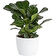 Amazon.com: Costa Farms Ficus Lyrata, Little Fiddle Bambino Trending ...