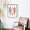 Anatomy Lab 2 PACK Muscular, Yoga Anatomy Poster Set, Laminated, 17.3 x ...