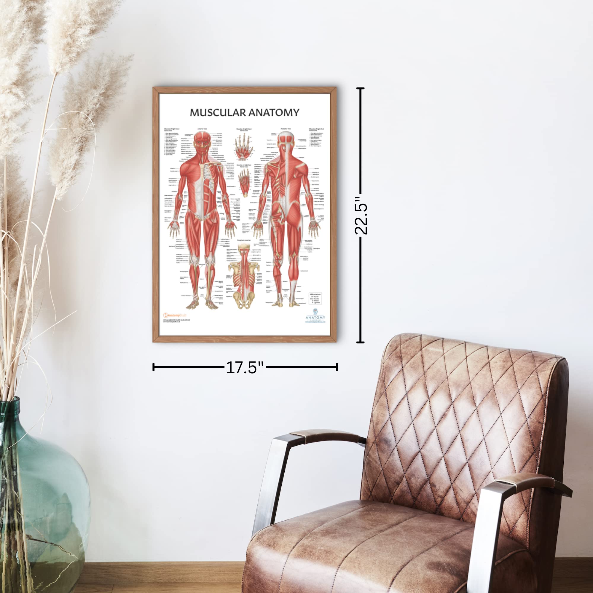 Mua Anatomy Lab 2 PACK Muscular and Skeletal Anatomy Poster Set ...