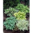 Amazon.com : 6 Mixed Hosta Plant Roots for Growing - Gardners Mix (6 ...