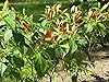 Firecracker (Indian Hybrid) Hot Pepper Seeds - Immense Crop of Long ...