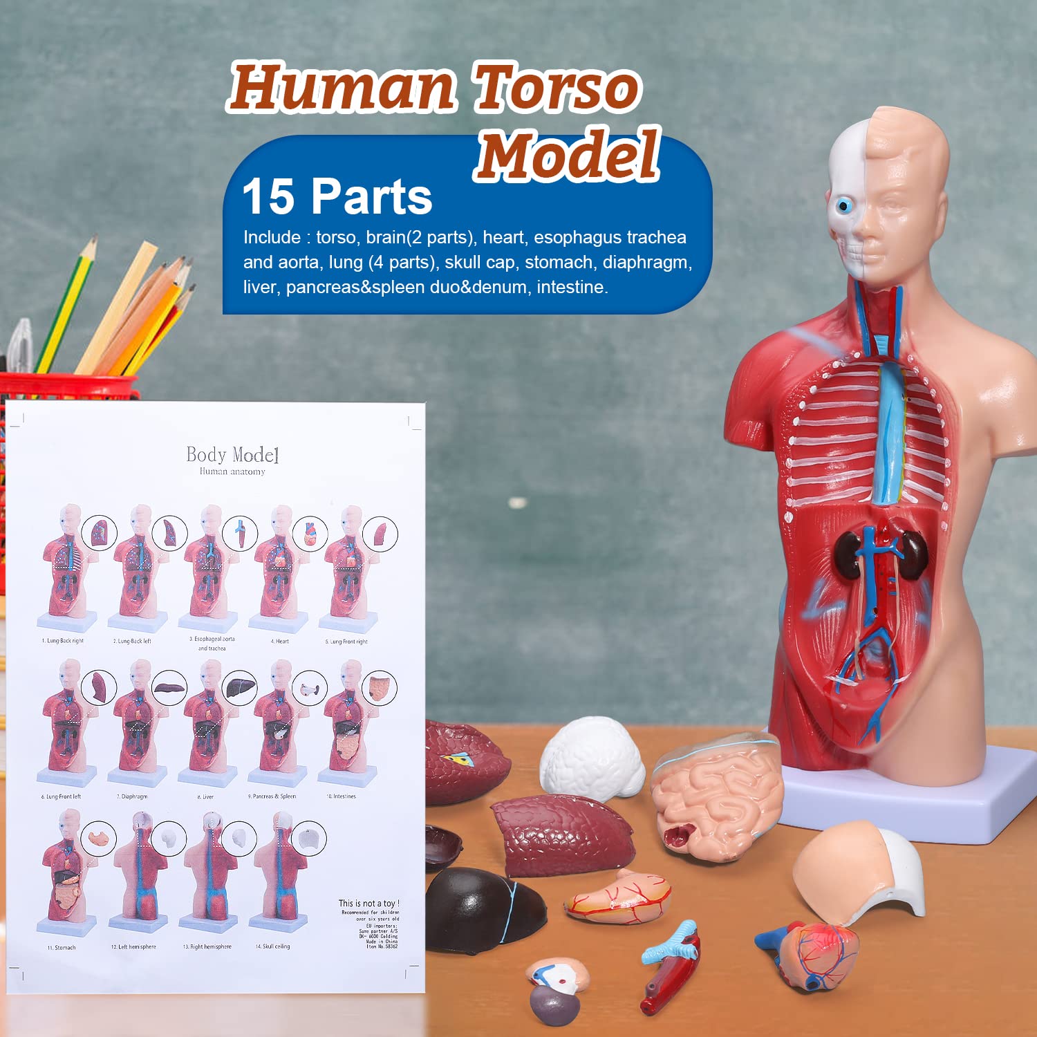 Mua faruijie Human Anatomy Torso Model 10.5 Inch Anatomical Assembly ...