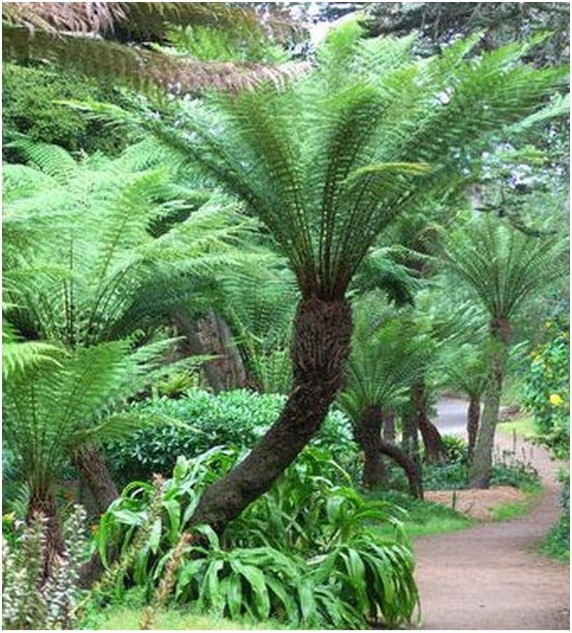 Dicksonia Antarctica - Hardy Tree Fern - 10 Seeds: Amazon.co.uk: Garden ...