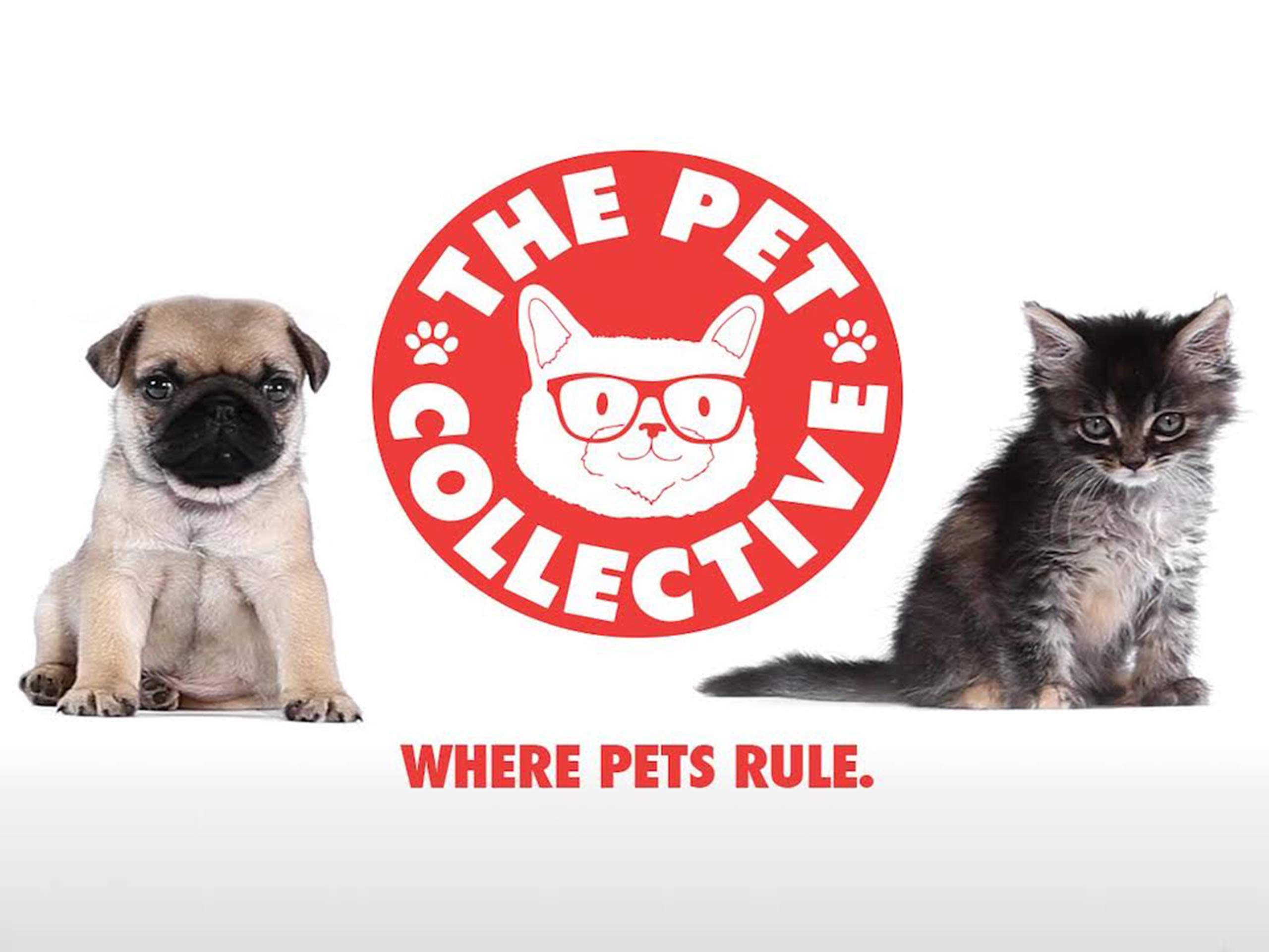 Watch Pet Collective - Season 1 | Prime Video