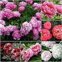 Amazon.com : 100+ Mixed Peony Flower Seeds : Patio, Lawn & Garden