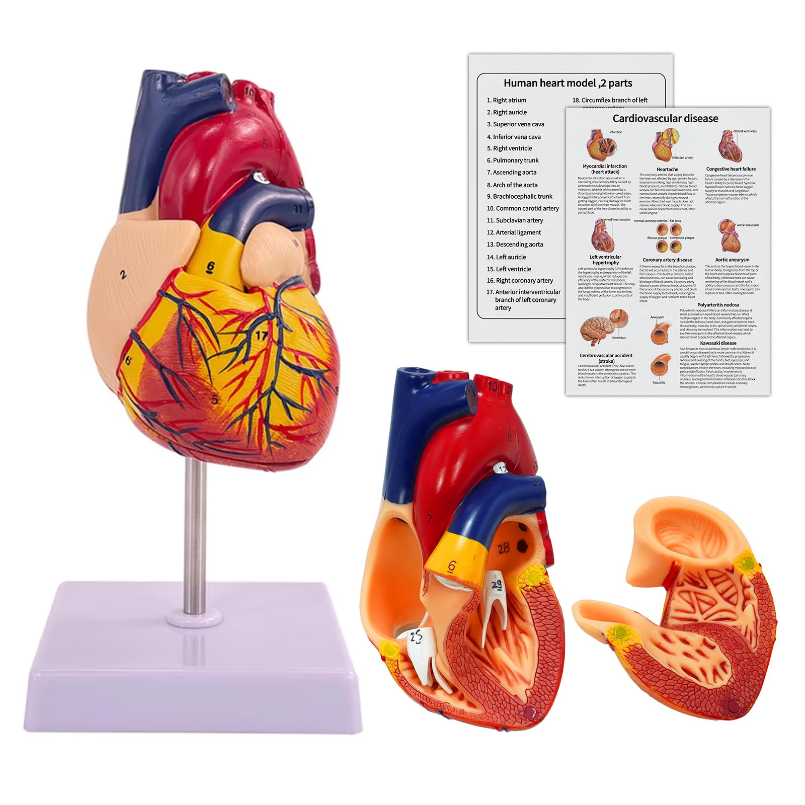 Mua Human Heart Model Cientific Anatomy, 2-Part Life Size Cardiac ...