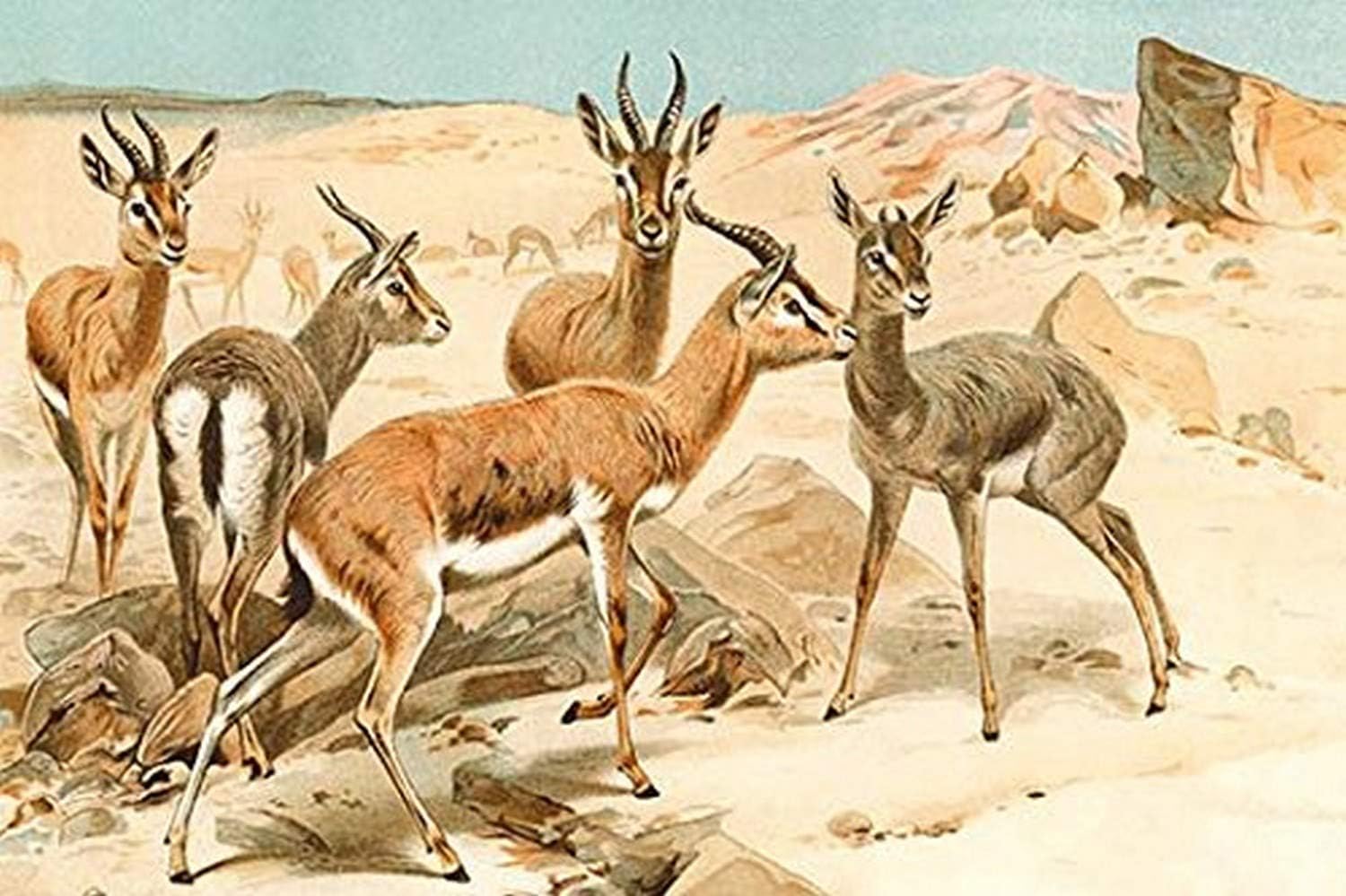 Amazon.com: Buyenlarge Gazelles - 16" X 24" Fine Art Giclee Print ...
