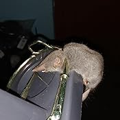 Black Cat Rat Trap:Mouse Catch (Grey,1 Rat Trap): Amazon.in: Garden ...