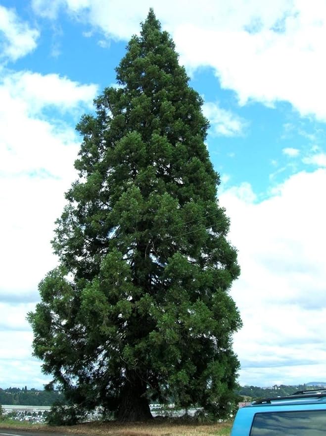 Giant Sequoia, Sequoiadendron Giganteum, Tree 30 Seeds: Amazon.co.uk ...