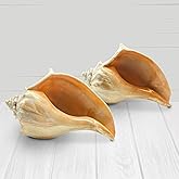 Amazon.com: Atlantic Whelk Shell, Large Seashells, Sea Shells for ...