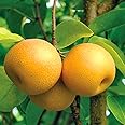 Amazon.com : Asian Pear Tree Live Plant, Live Pear Plant Tree, 24 to 36 ...