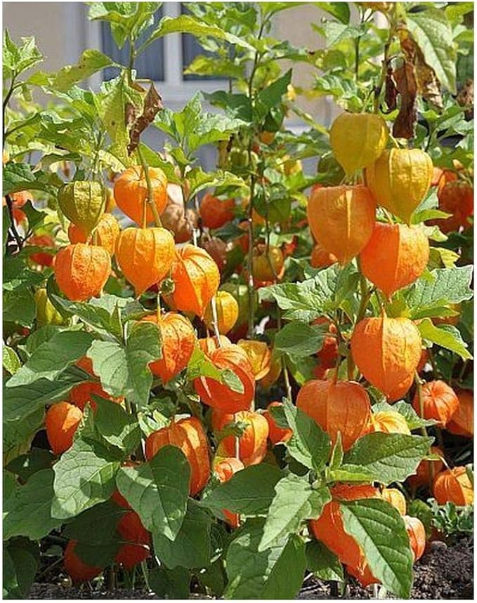 Exotic Plants Physalis peruviana - aguaymanto o uchuva - 20 Semillas ...