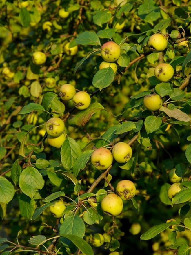 Wildapfel Busch Malus sylvestris, 2er-Set: Amazon.de: Garten