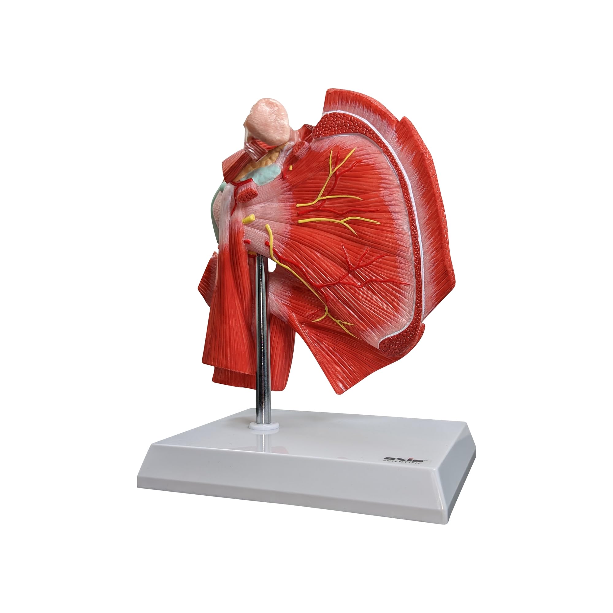 Mua Muscled Shoulder Joint Model – Shows Complete Shoulder Musculature ...