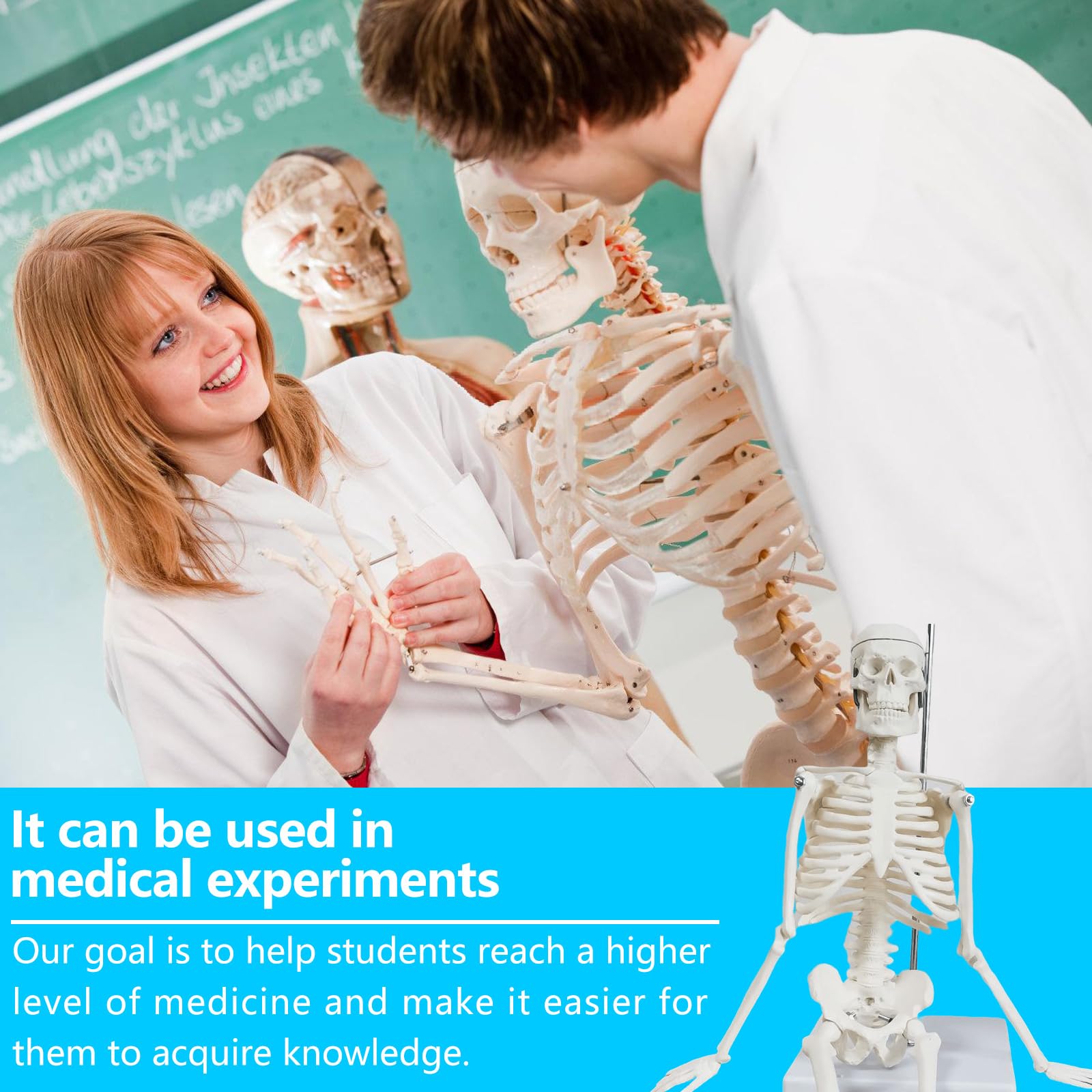 Mua Delamiya Anatomy Model Skeleton, 45 cm Mini Full Body Human ...