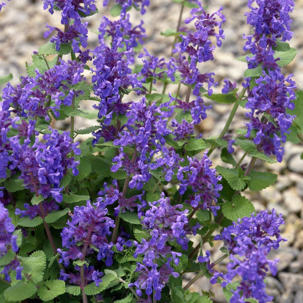 Outsidepride 5000 Seeds Perennial Nepeta Cataria Lemon Catnip Herb ...