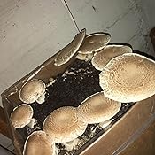 Crimini ~ Portabella ~ Baby Bella Mushroom Growing Kit - Easy to grow ...