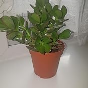 Money plant Crassula ovata Convoluta - 1 plant: Amazon.co.uk: Garden ...