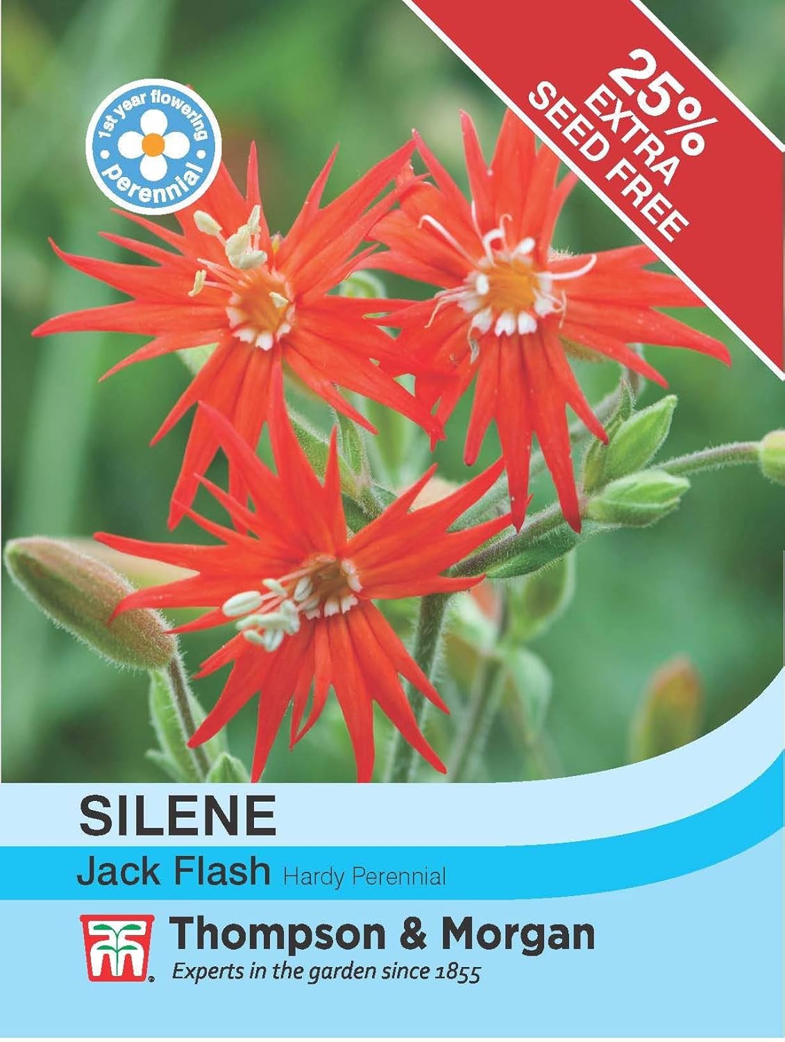 Thompson & Morgan - Flowers - Silene Jack Flash - 15 Seed: Amazon.co.uk ...