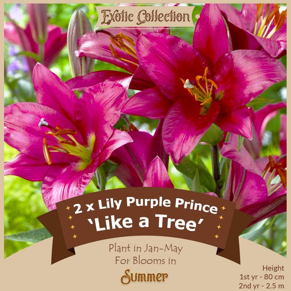 2 x Lily Purple Prince ‘Like a Tree’ – Giant Lilies – Upto 10 Flowers ...