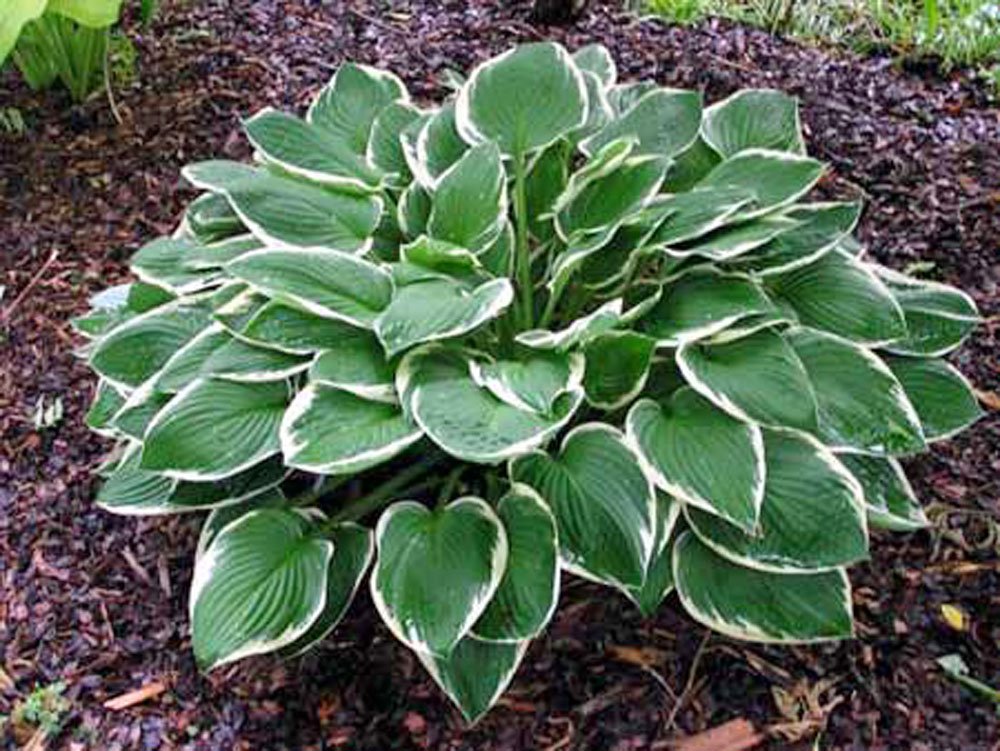 Amazon.com : HOSTA, ROOT, MINUTEMAN, PACK OF 1 (ONE), EASY TO GROW ...