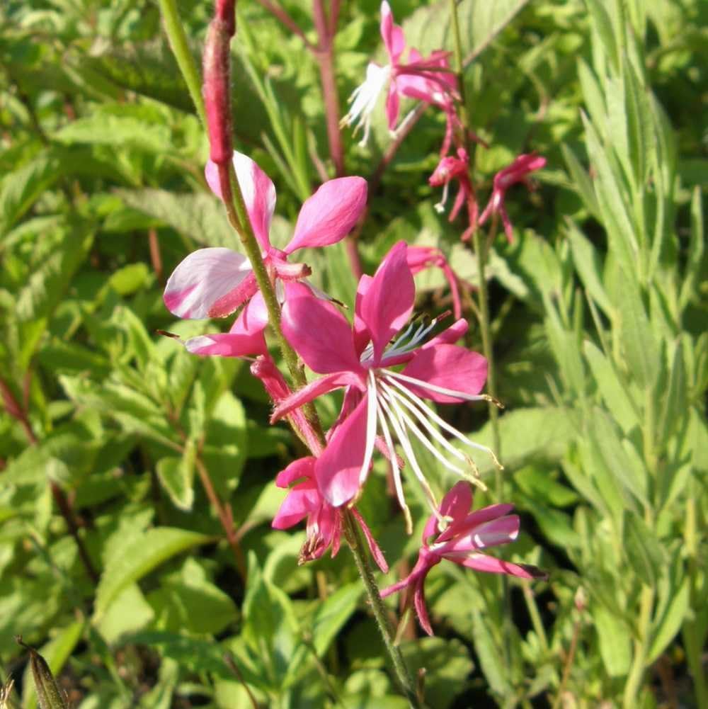 Prachtkerze ( Gaura lindheimerii ) PINK DWARF Tb9: Amazon.de: Garten