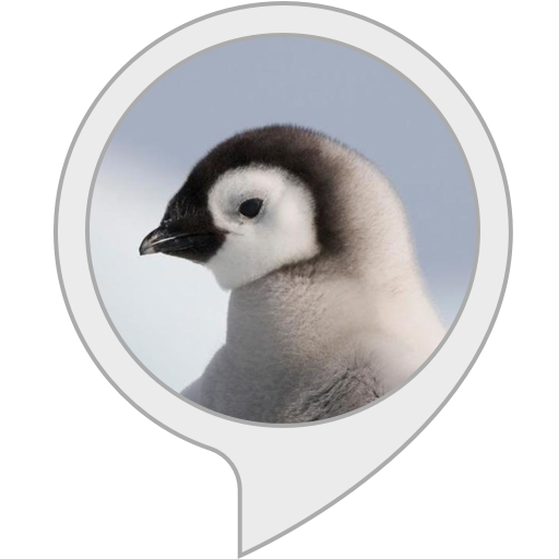 Wonderful Penguin Facts: Amazon.co.uk: Alexa Skills
