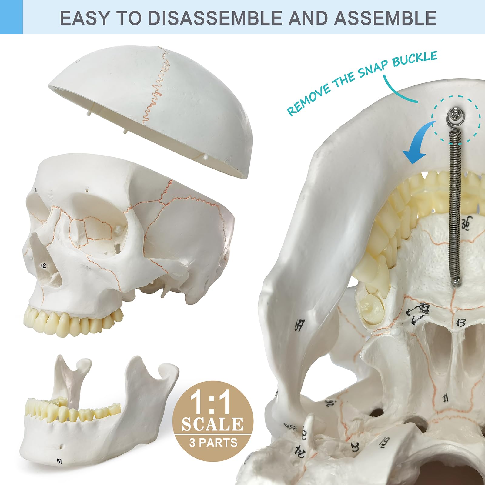 Mua HADWYN Human skull model, with bone sutures, numbers written, human ...