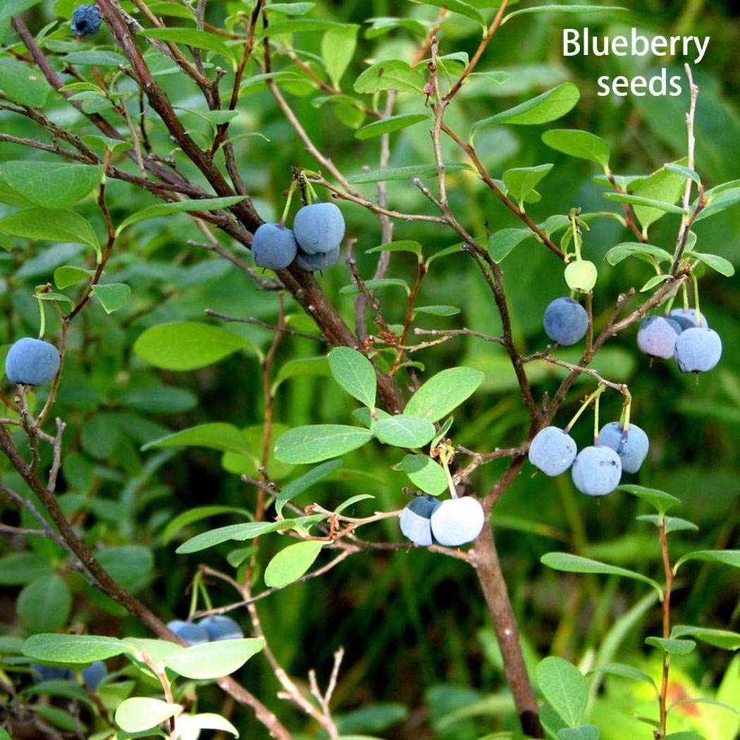 Seeds Masoke Seeds Organic Grape Blueberry Reka Blue Seeds Large ...