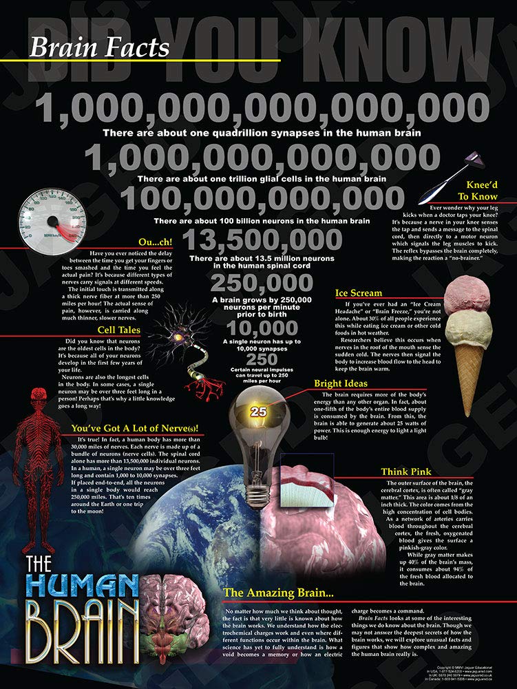 Charts & Posters Jaguar Educational Set of 5 Posters Human Brain Chart ...