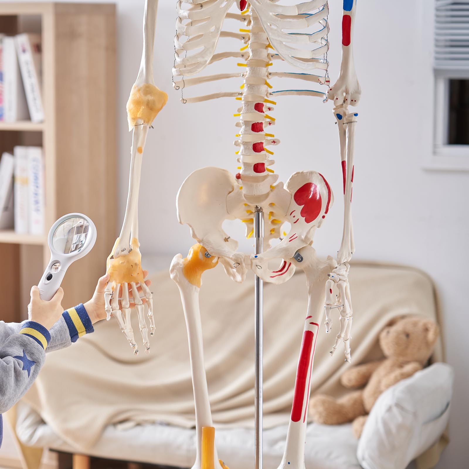 Mua VEVOR 71.65" Life Size Human Skeleton Model for Anatomy, Accurate ...