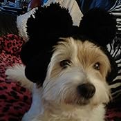 Ancol Dog Old Spike Cologne: Amazon.co.uk: Pet Supplies