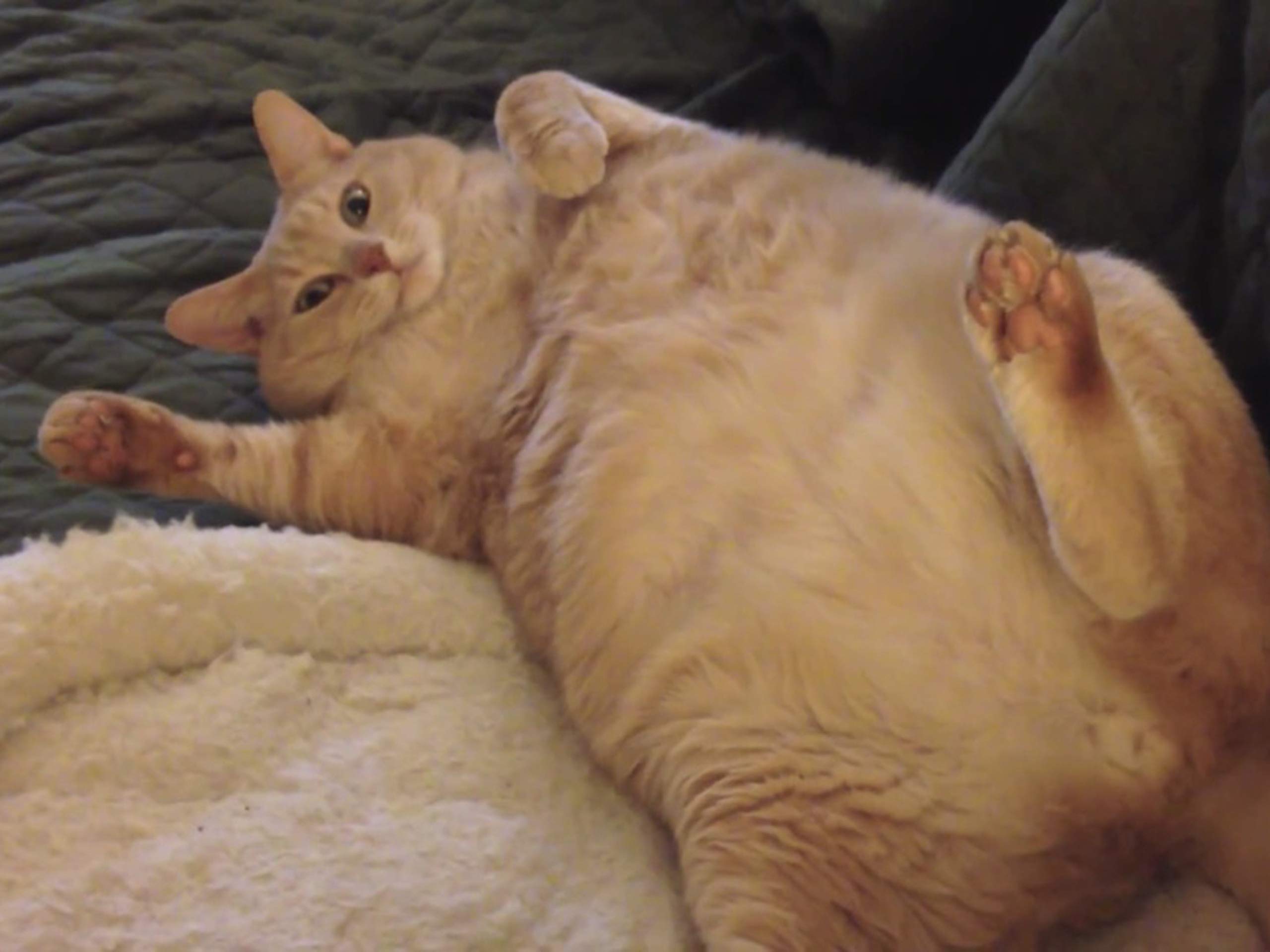 Watch Pet Collective - Season 1 | Prime Video