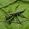 CollectA Insects Praying Mantis Toy Figure - Authentic Hand Painted ...