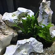 Java Fern Growing on Bogwood Small bogwood 6" approx live plants ...