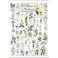 Amazon.com: Earth Sky + Water - Wildflowers of the Midwest - Poster ...