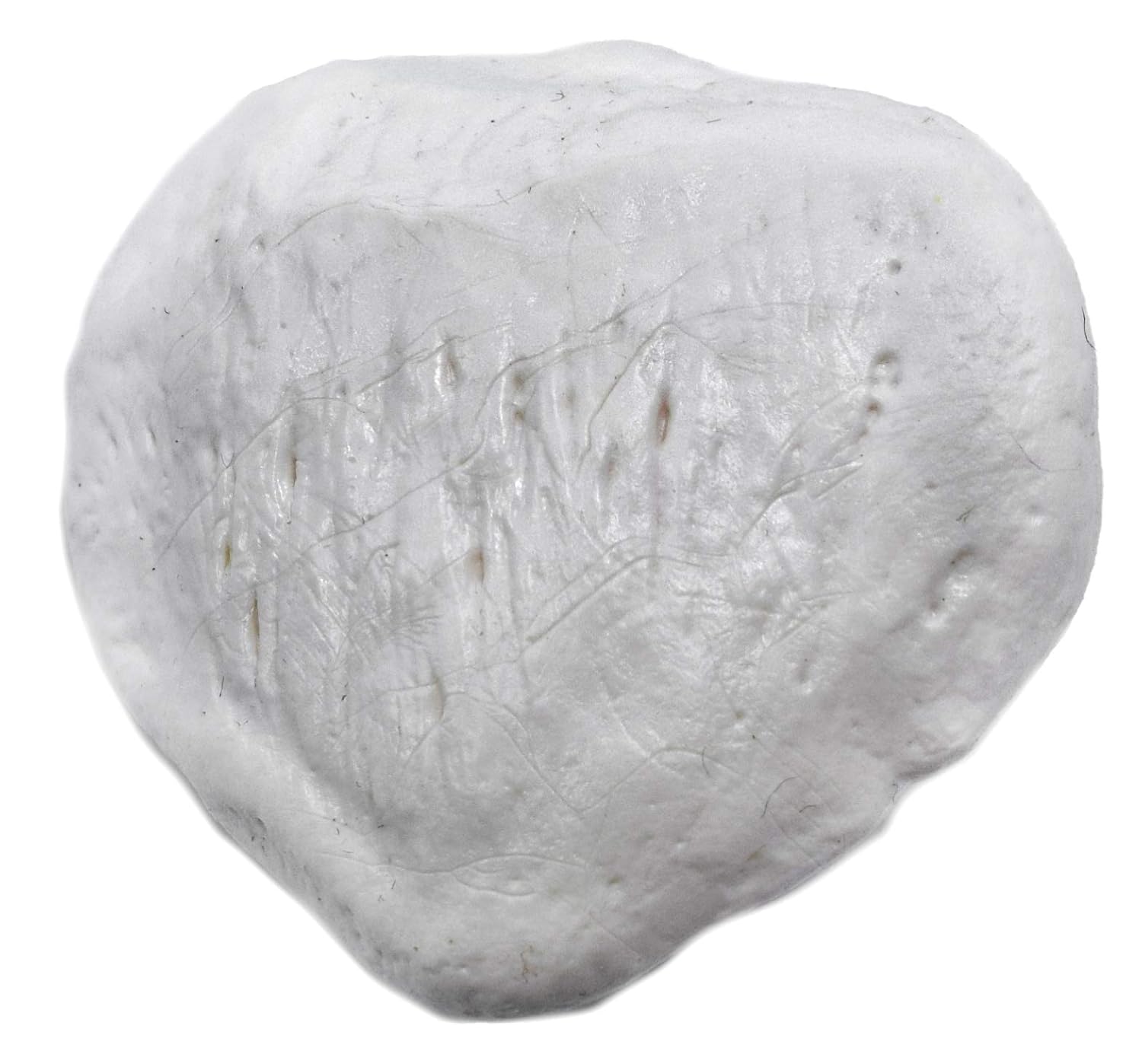 Left 3 Year Warranty Axis Scientific Patella Bone Model Cast from a ...