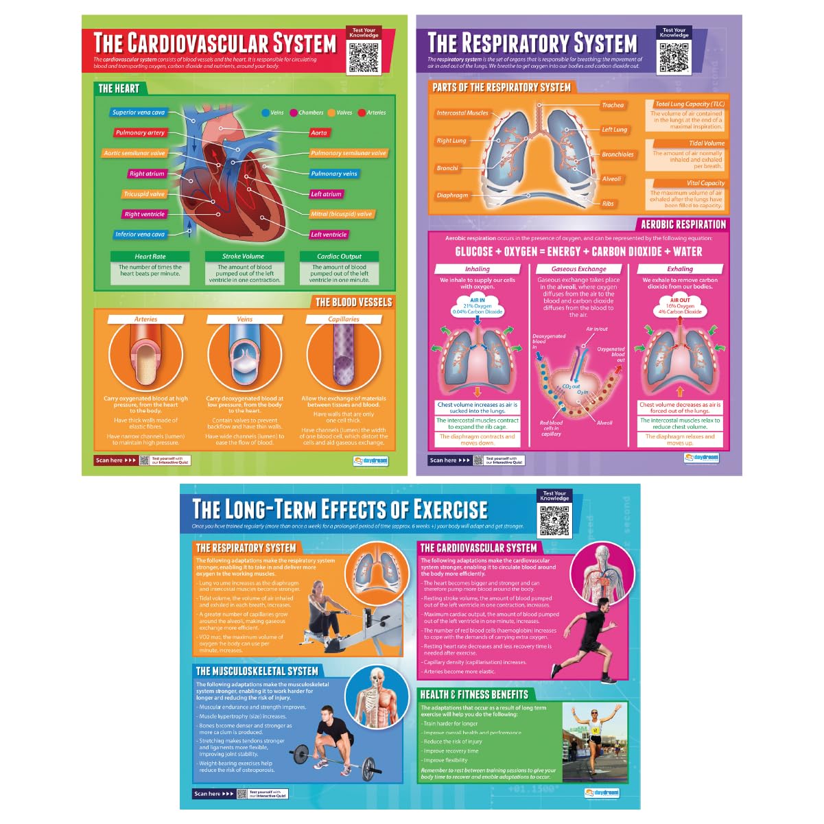 Mua Daydream Education Applied Anatomy & Physiology Posters - Set of 9 ...