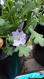 Amazon.com : 50 Princess Geranium Seeds - My Secret Gardens : Garden ...
