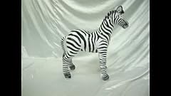 Amazon.com: Swimline Inflatable Panda Pool Float, Black/White, 71"/50 ...