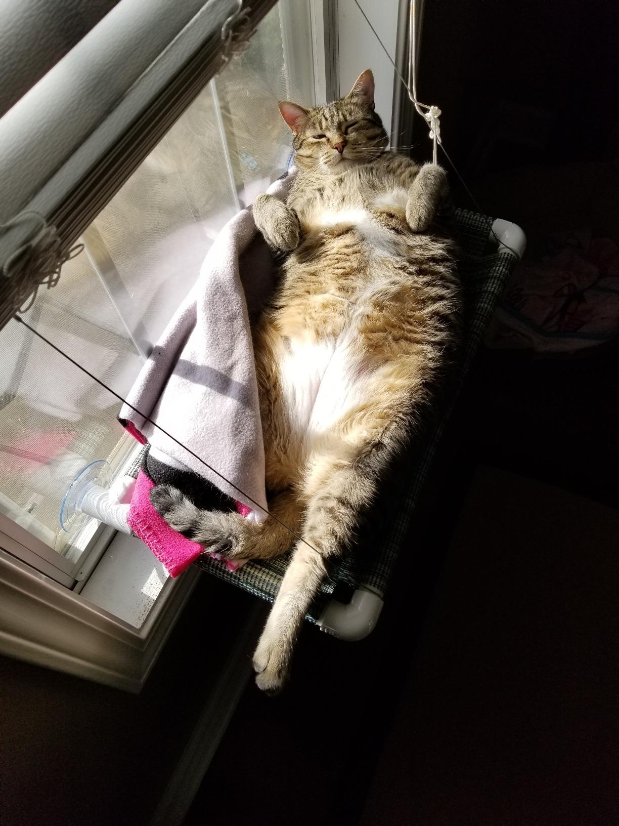 Pictures – Kitty Cot Original™